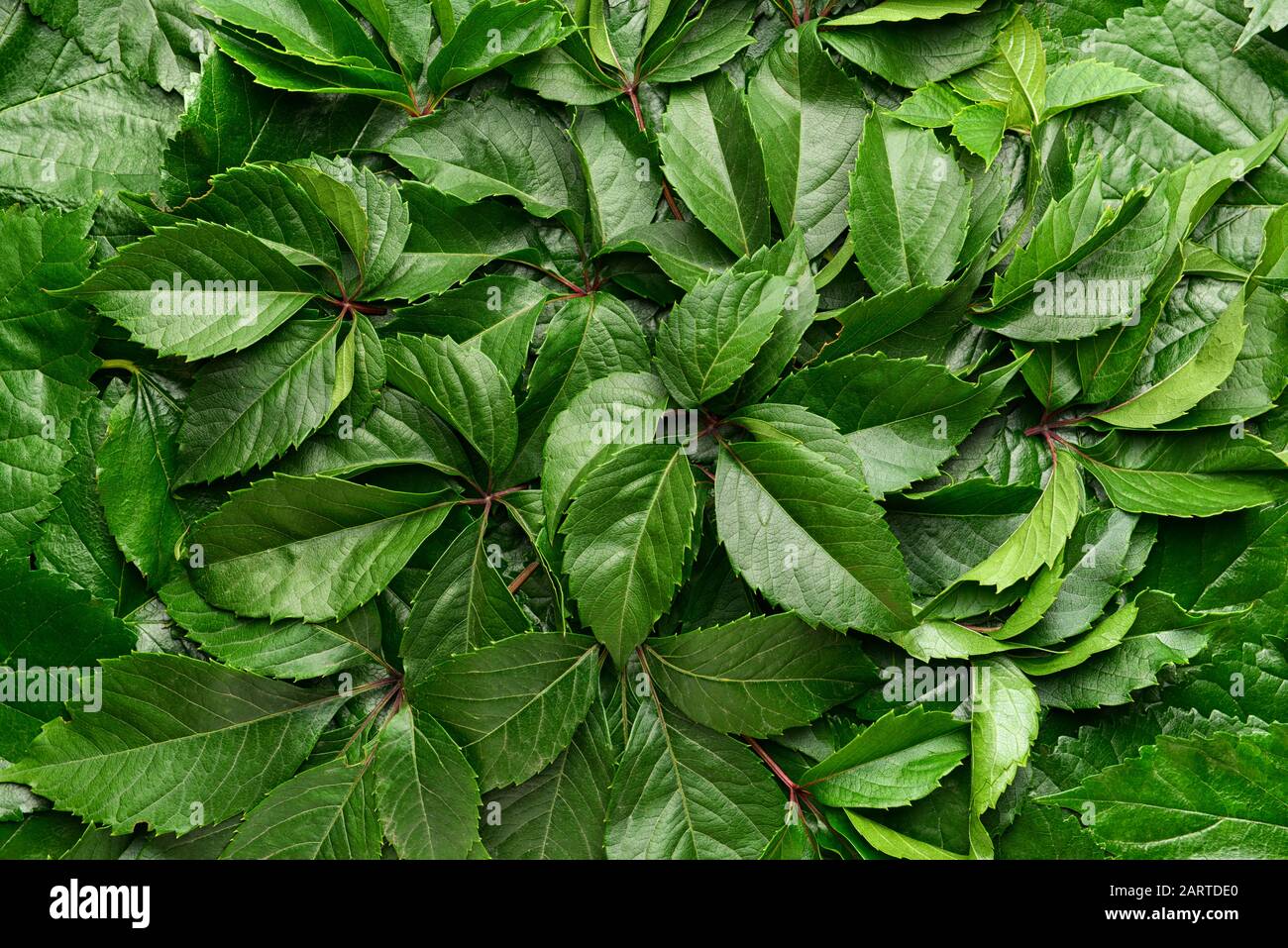 Many green leaves as background Stock Photo - Alamy