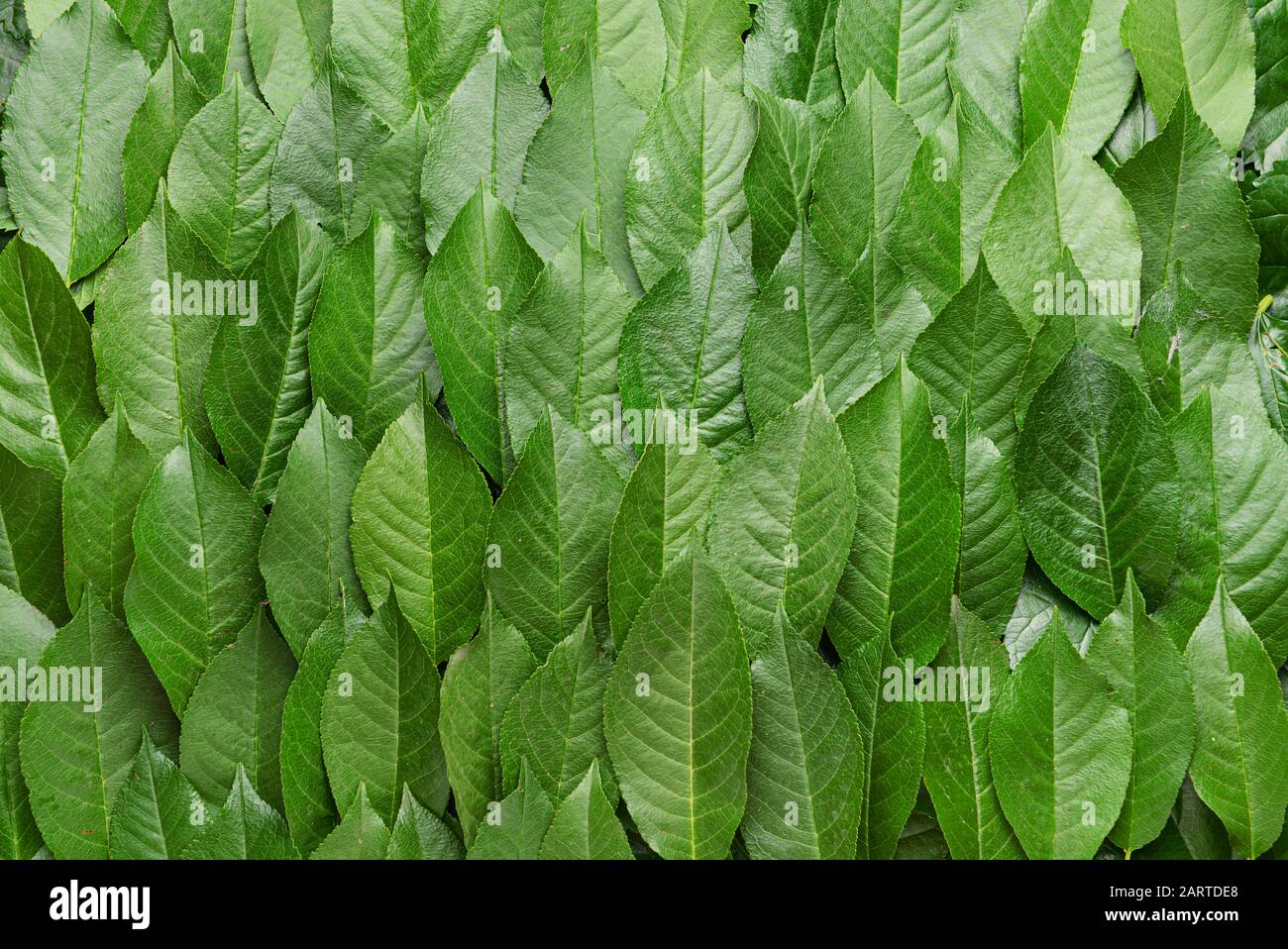 Many green leaves as background Stock Photo - Alamy