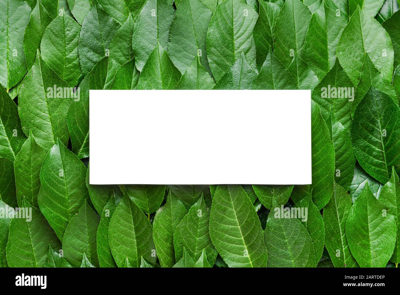 Empty card with green leaves Stock Photo - Alamy