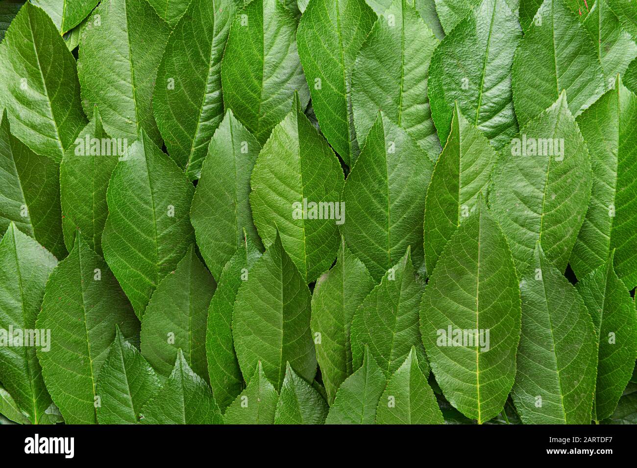 Many green leaves as background Stock Photo - Alamy