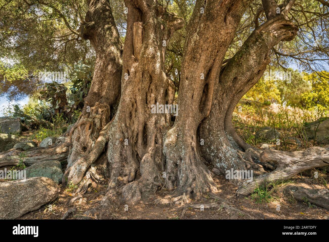 Ancient olive tree at Filitosa Prehistoric Site, archaeological site ...