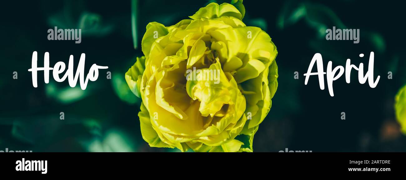 Hello April phrase. Flowerbeds of blossoming tulips during spring ...