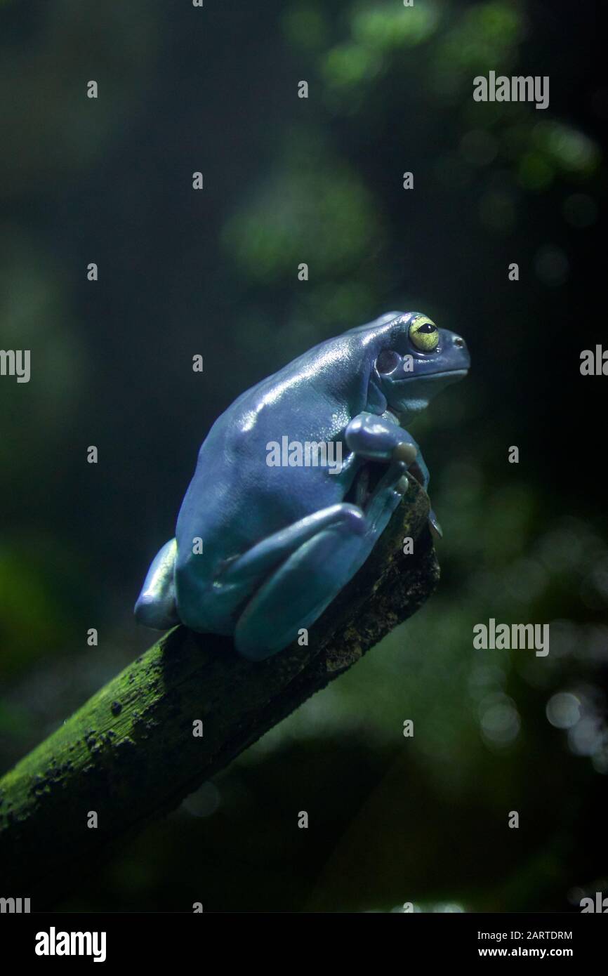 Litoria Caerulea, blue australian tree frog in nature Stock Photo - Alamy