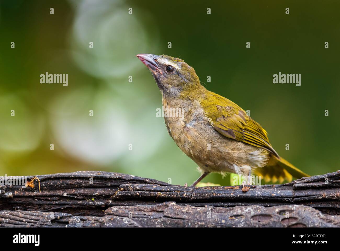 Forest cardinal hi-res stock photography and images - Alamy