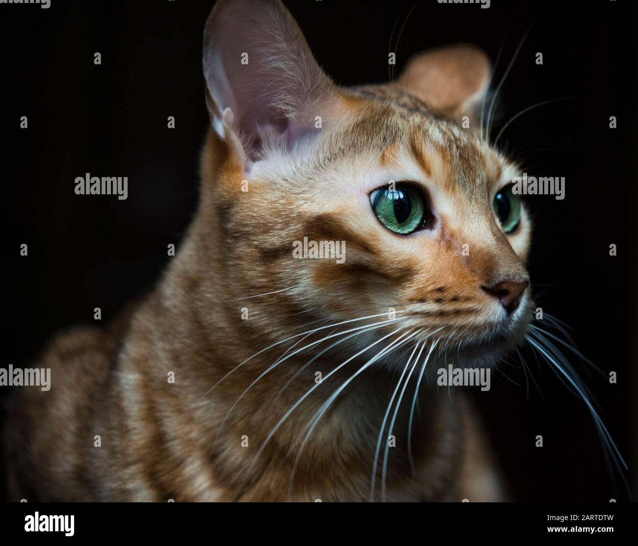 Ginger bengal cat hi-res stock photography and images - Alamy