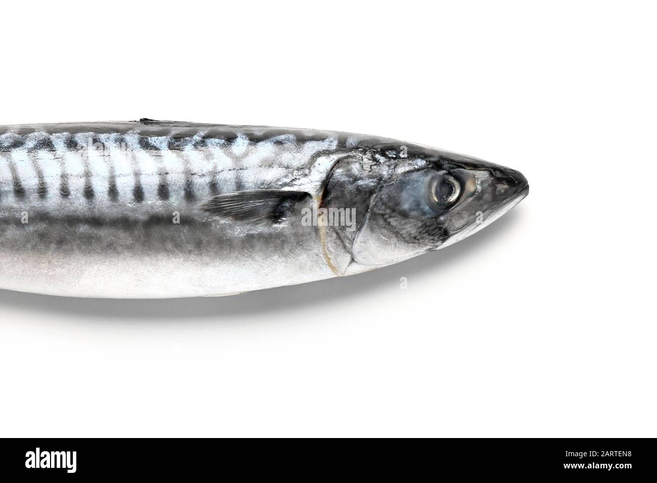 Raw mackerel fish on white background Stock Photo - Alamy