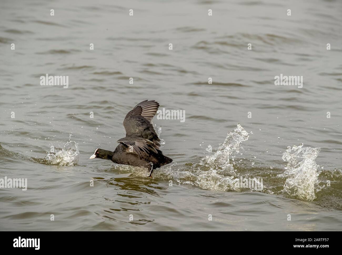 Coot flying above wetlands water Stock Photo - Alamy