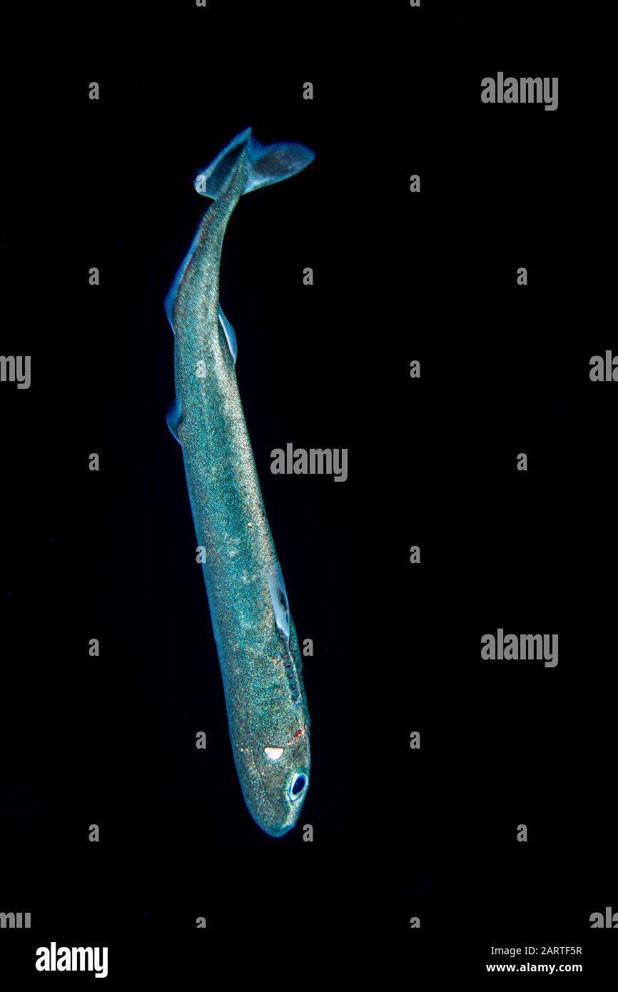 Glowing Algae In Hawaii