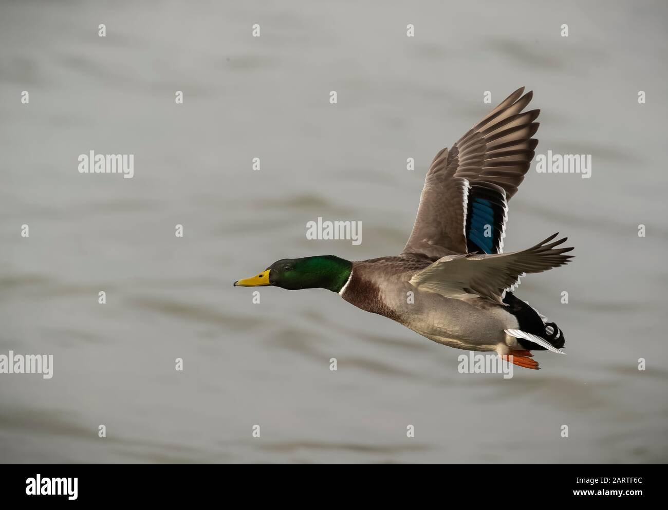 Mallard Drake Duck in Flight Stock Photo - Alamy