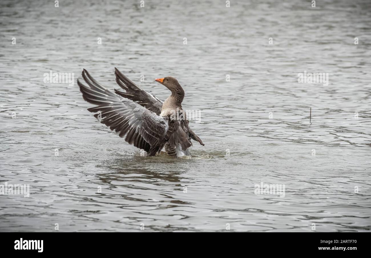 Wings grey hi-res stock photography and images - Alamy