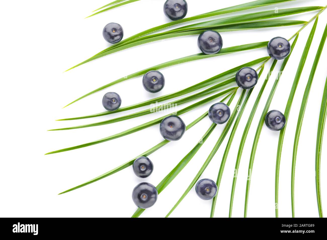Fresh acai berries with tropical leaf on white background Stock Photo ...