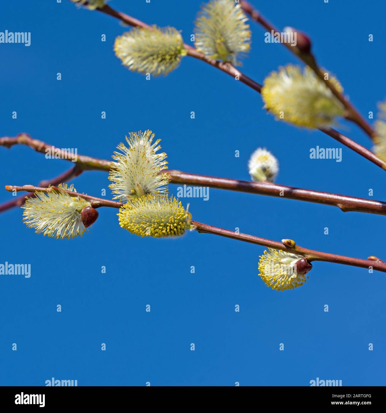 Flowering willow, Salix, in spring Stock Photo - Alamy