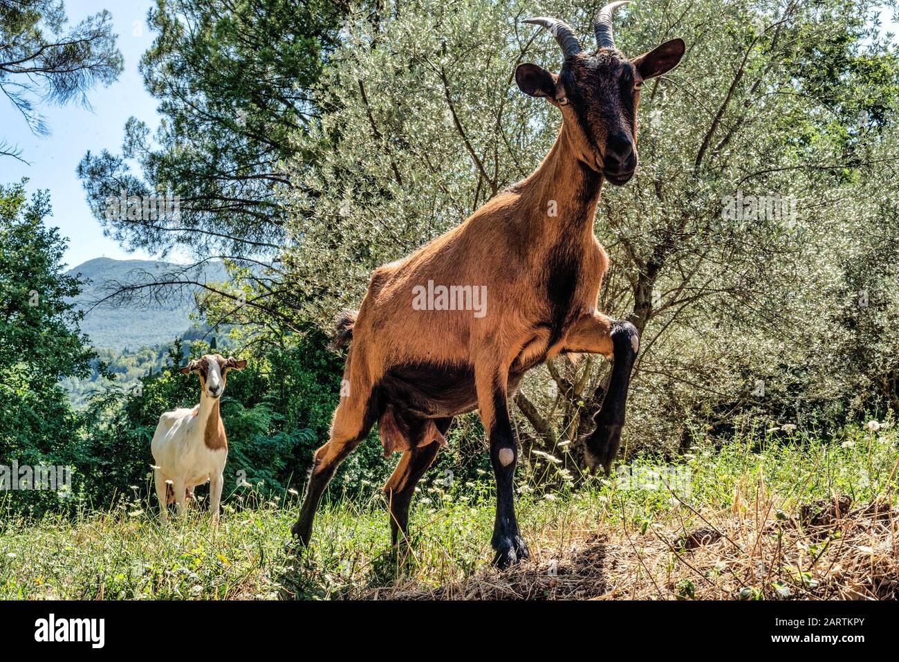 Free goat in nature Stock Photo - Alamy