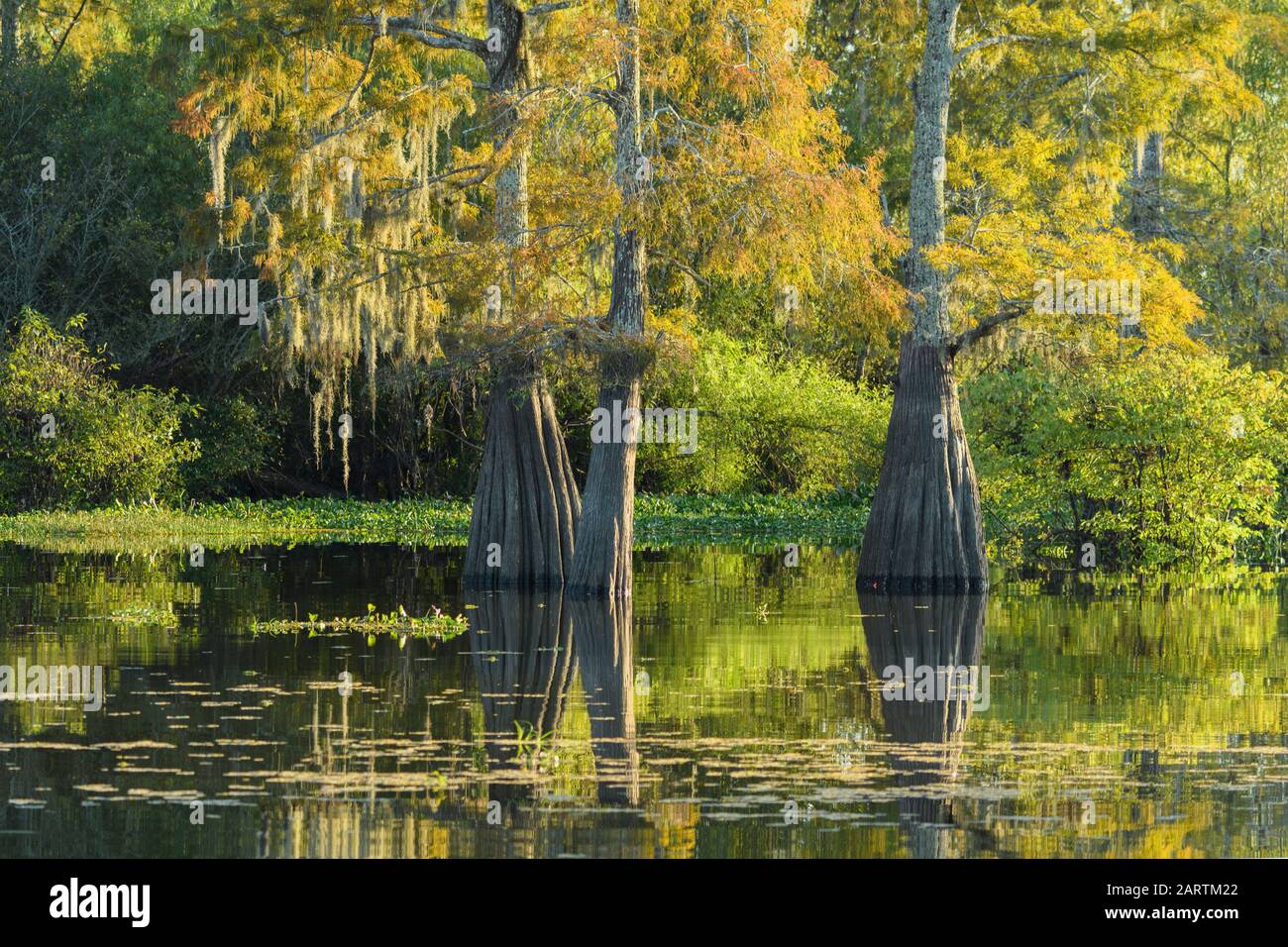 USA; Deep South; Louisiana, Atchafalaya Basin, autumn with Cypress tree ...