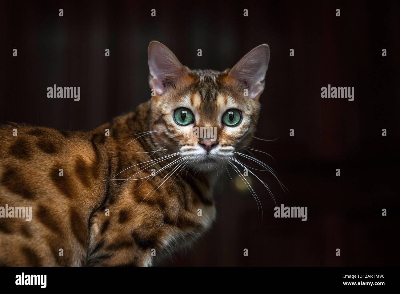 Peaceful bengal hi-res stock photography and images - Alamy