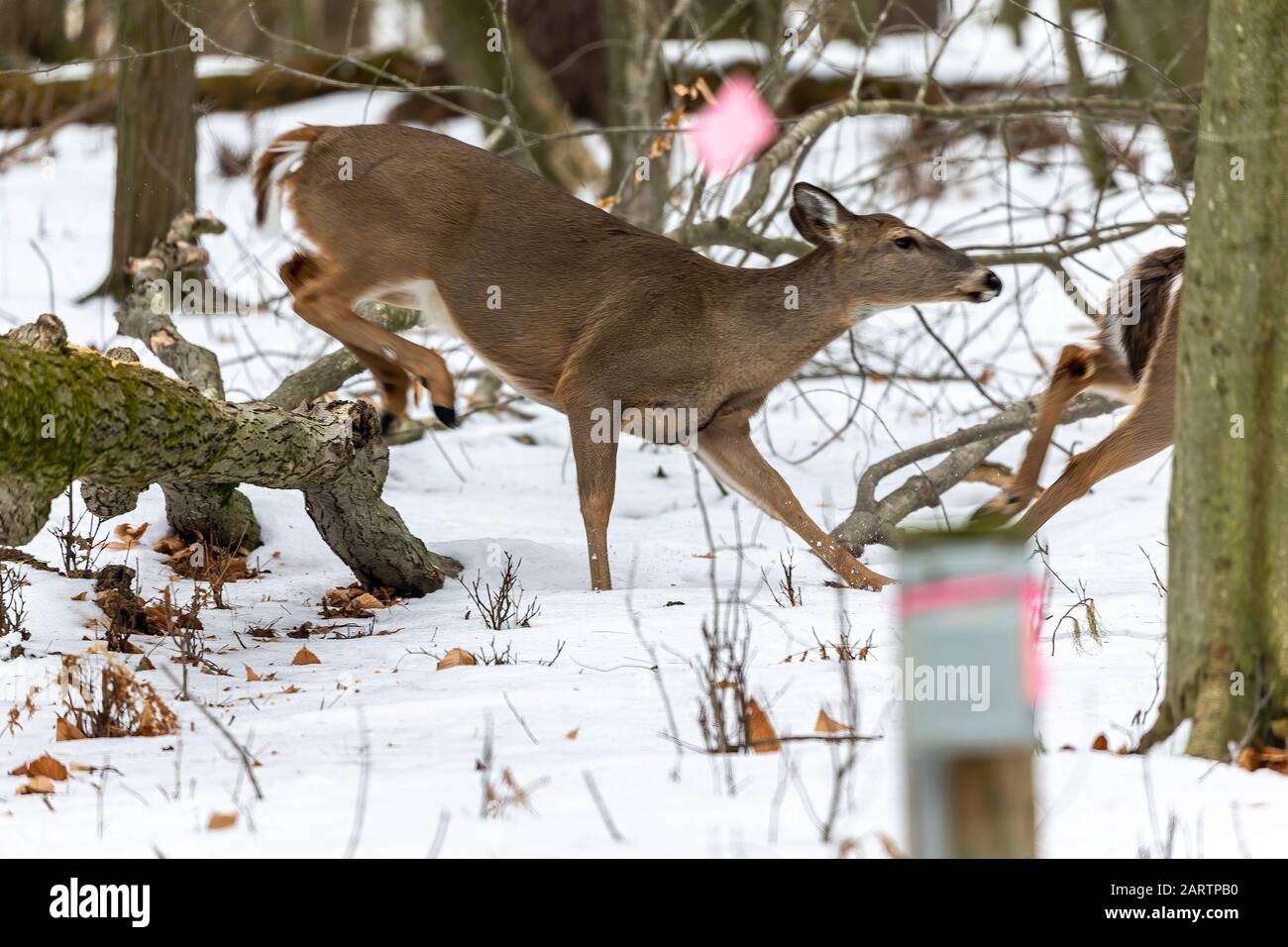 Deer. The white-tailed deer also known as the whitetail or Virginia ...