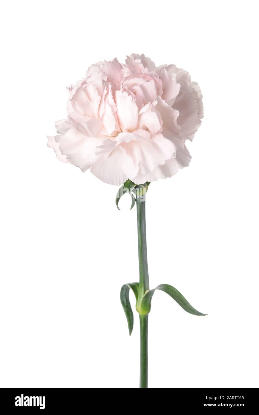 Beautiful carnation flower on white background Stock Photo - Alamy