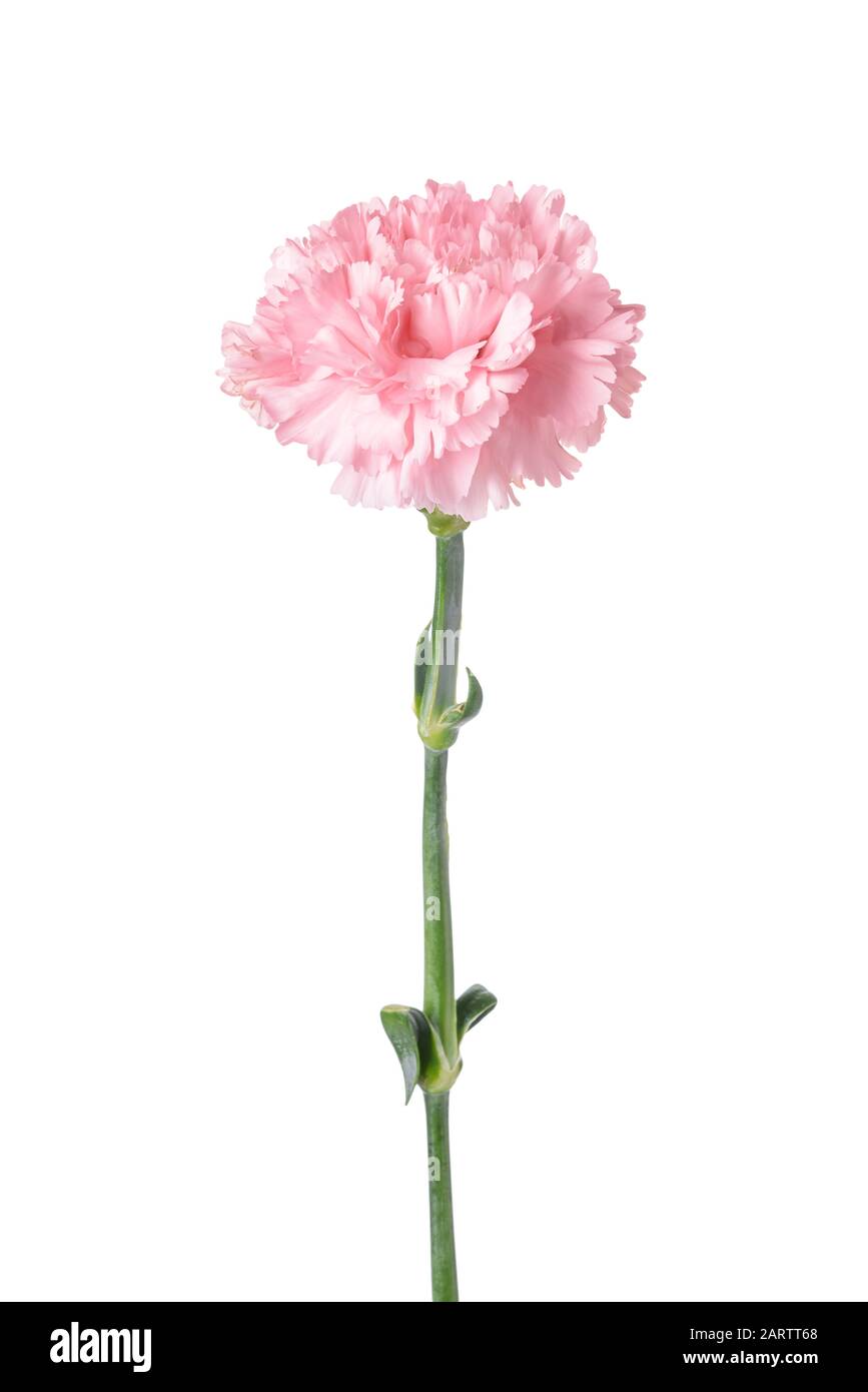 Beautiful carnation flower on white background Stock Photo - Alamy