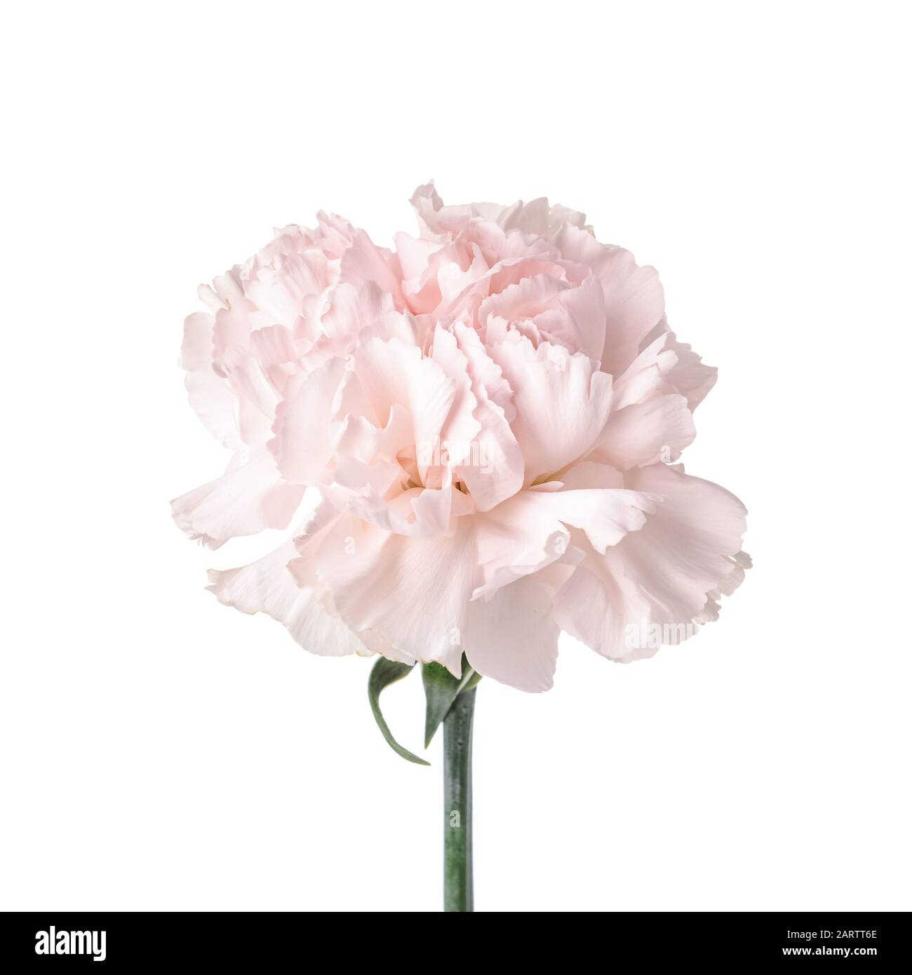 Beautiful carnation flower on white background Stock Photo - Alamy