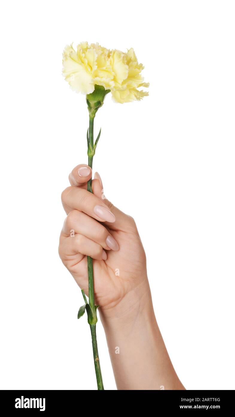 Female hand with beautiful carnation flower on white background Stock ...