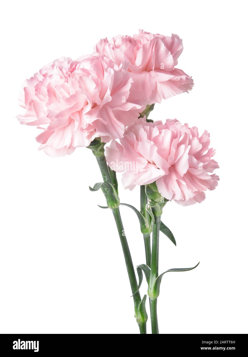 Beautiful carnation flowers on white background Stock Photo - Alamy