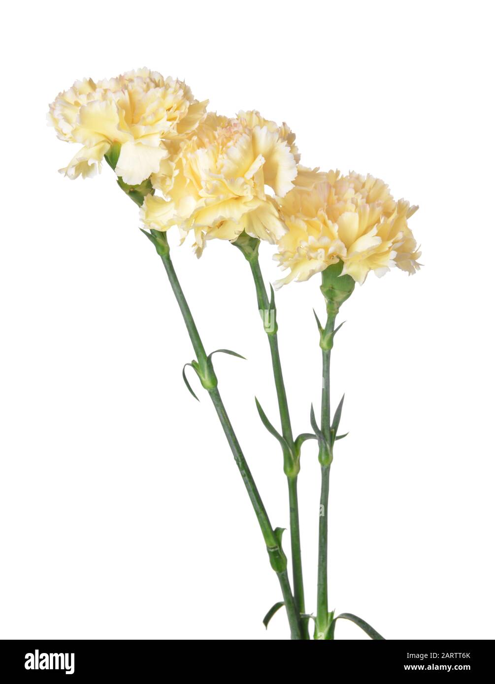 Beautiful carnation flowers on white background Stock Photo - Alamy