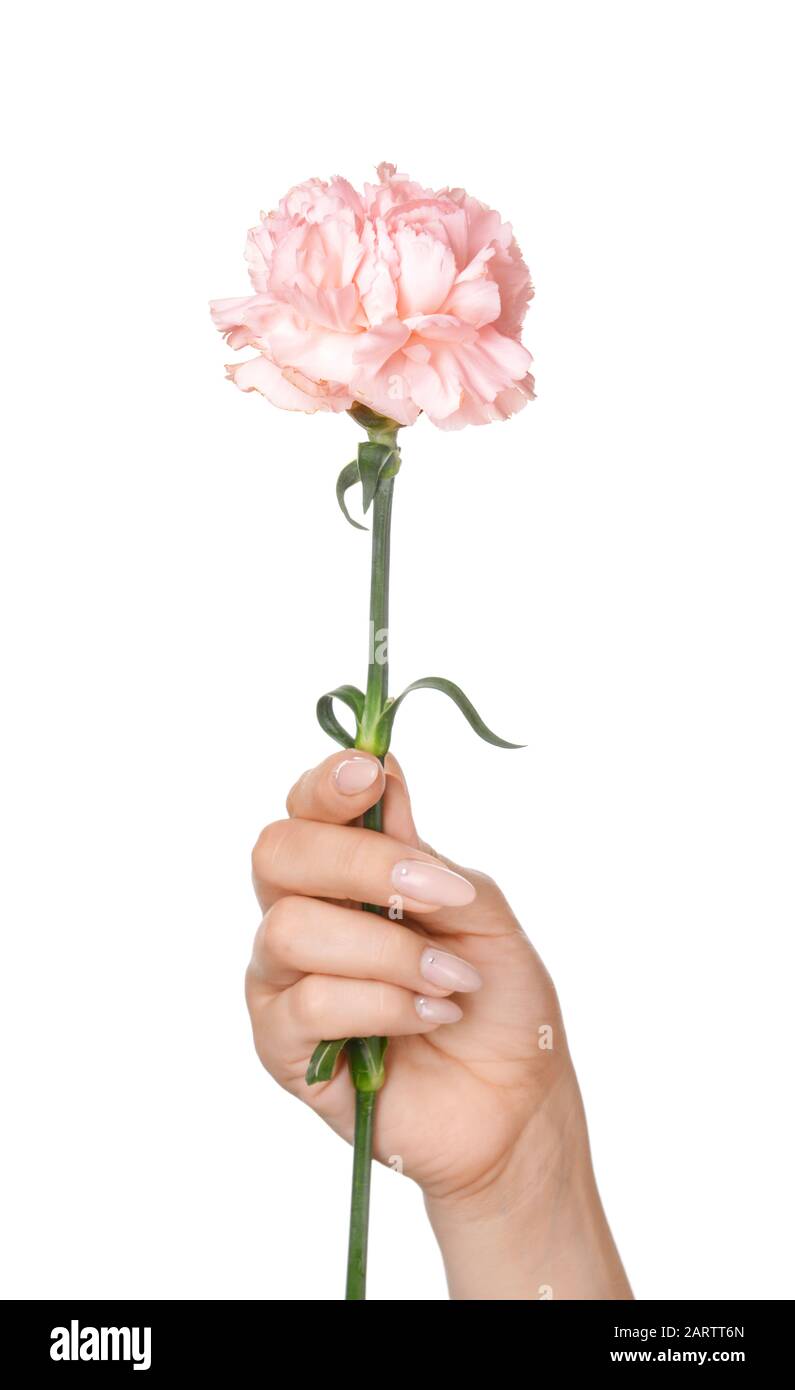 Female hand with beautiful carnation flower on white background Stock ...