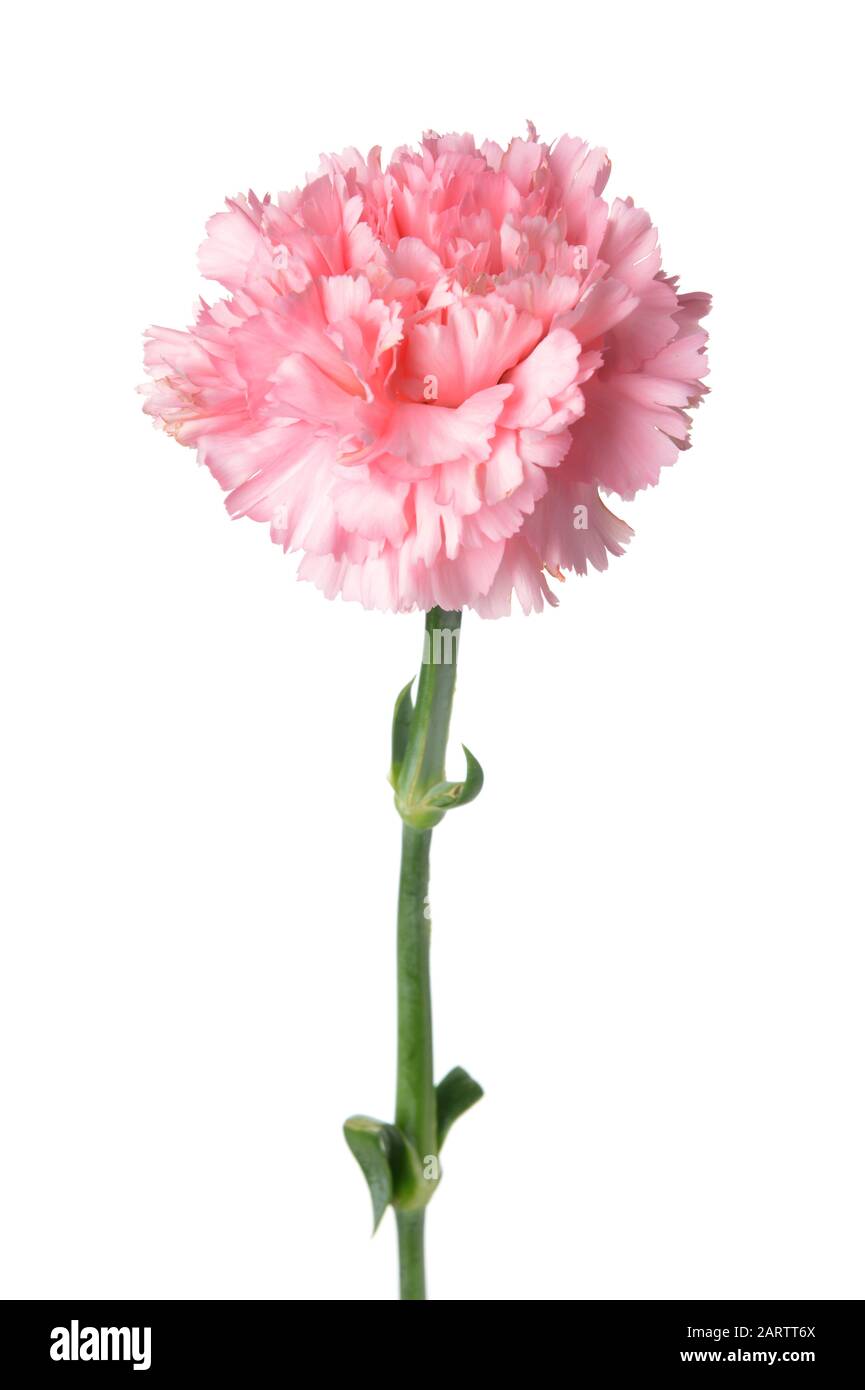 Beautiful carnation flower on white background Stock Photo - Alamy