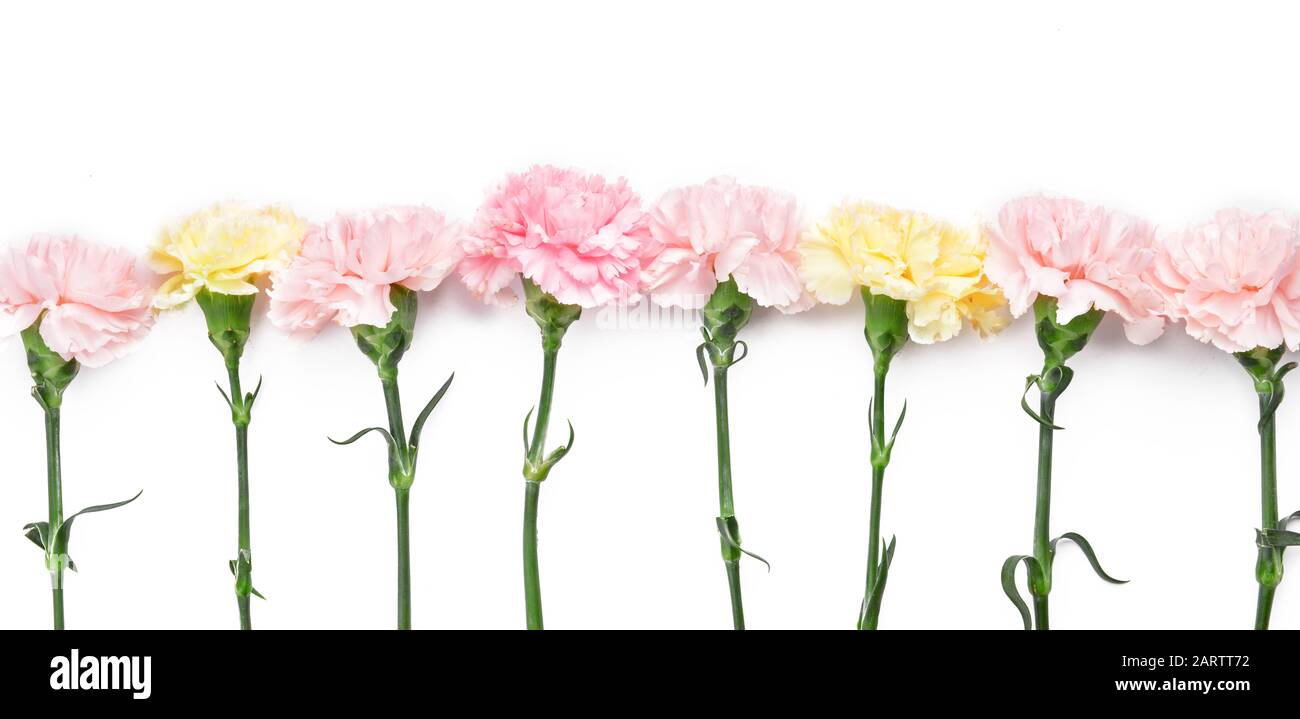 Beautiful carnation flowers on white background Stock Photo - Alamy