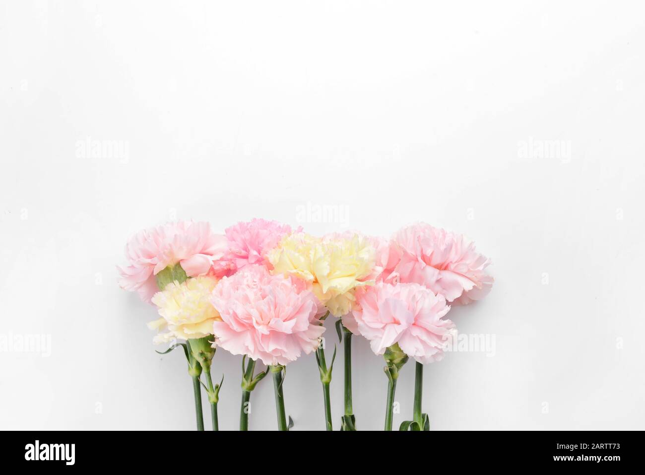 Beautiful carnation flowers on white background Stock Photo - Alamy