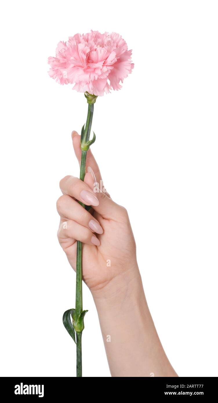 Female hand with beautiful carnation flower on white background Stock ...