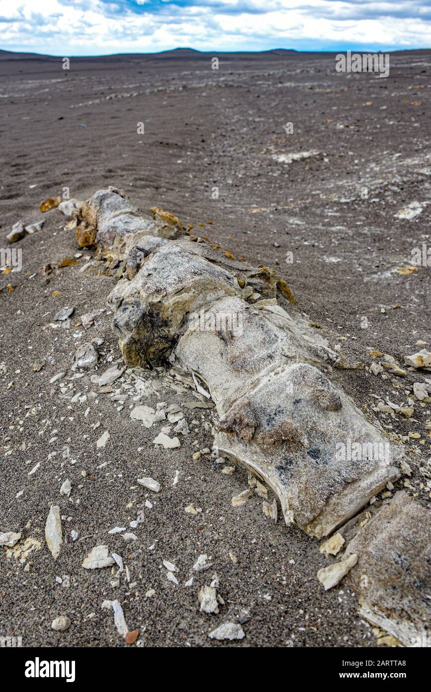 Uncovered Dinosaur bones fossilized beneath the sands in the Nazca ...