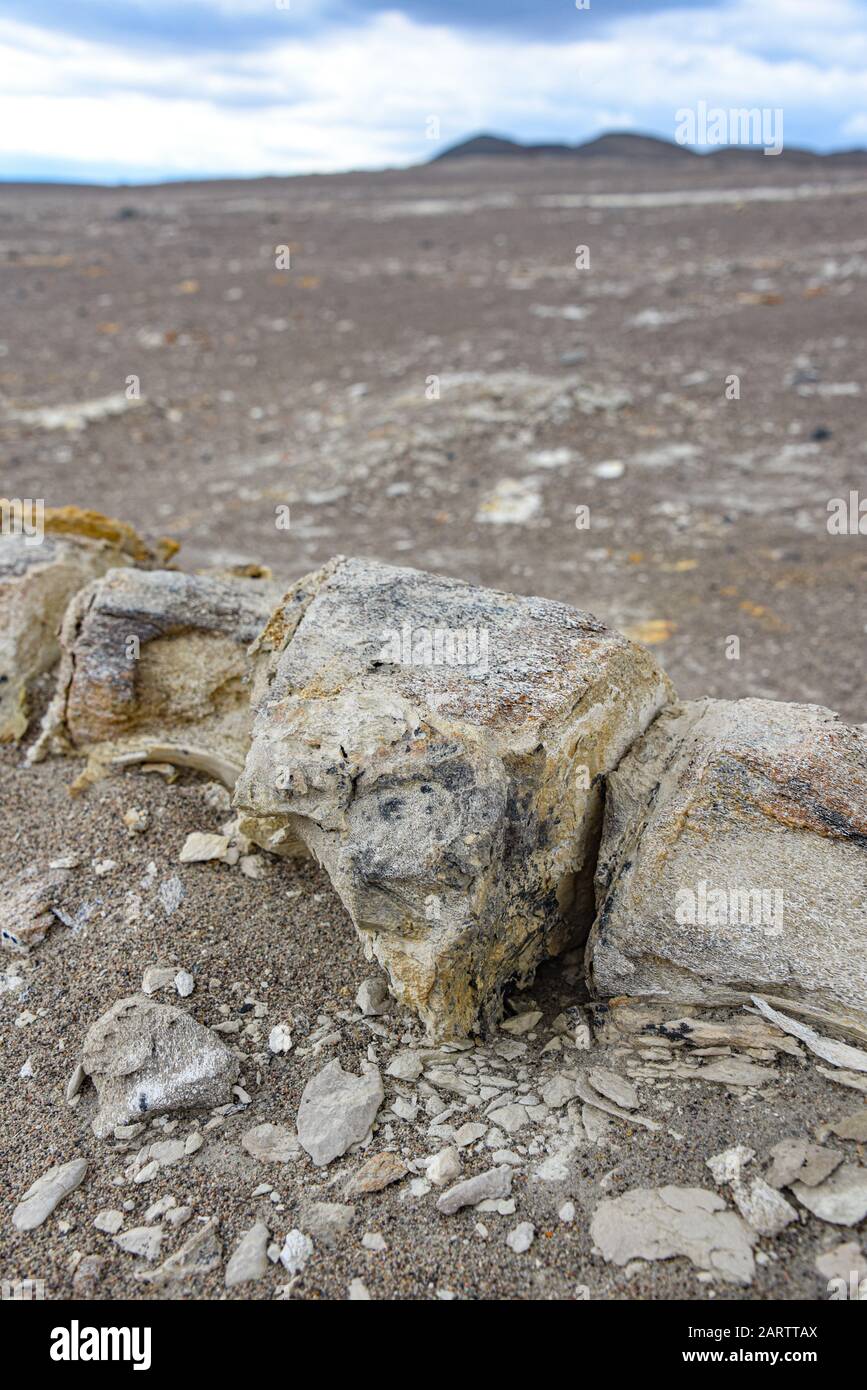 Uncovered Dinosaur bones fossilized beneath the sands in the Nazca ...