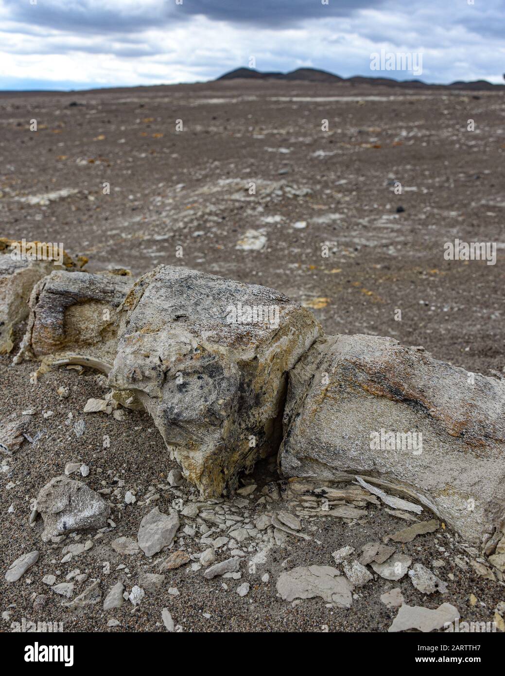 Uncovered Dinosaur bones fossilized beneath the sands in the Nazca ...