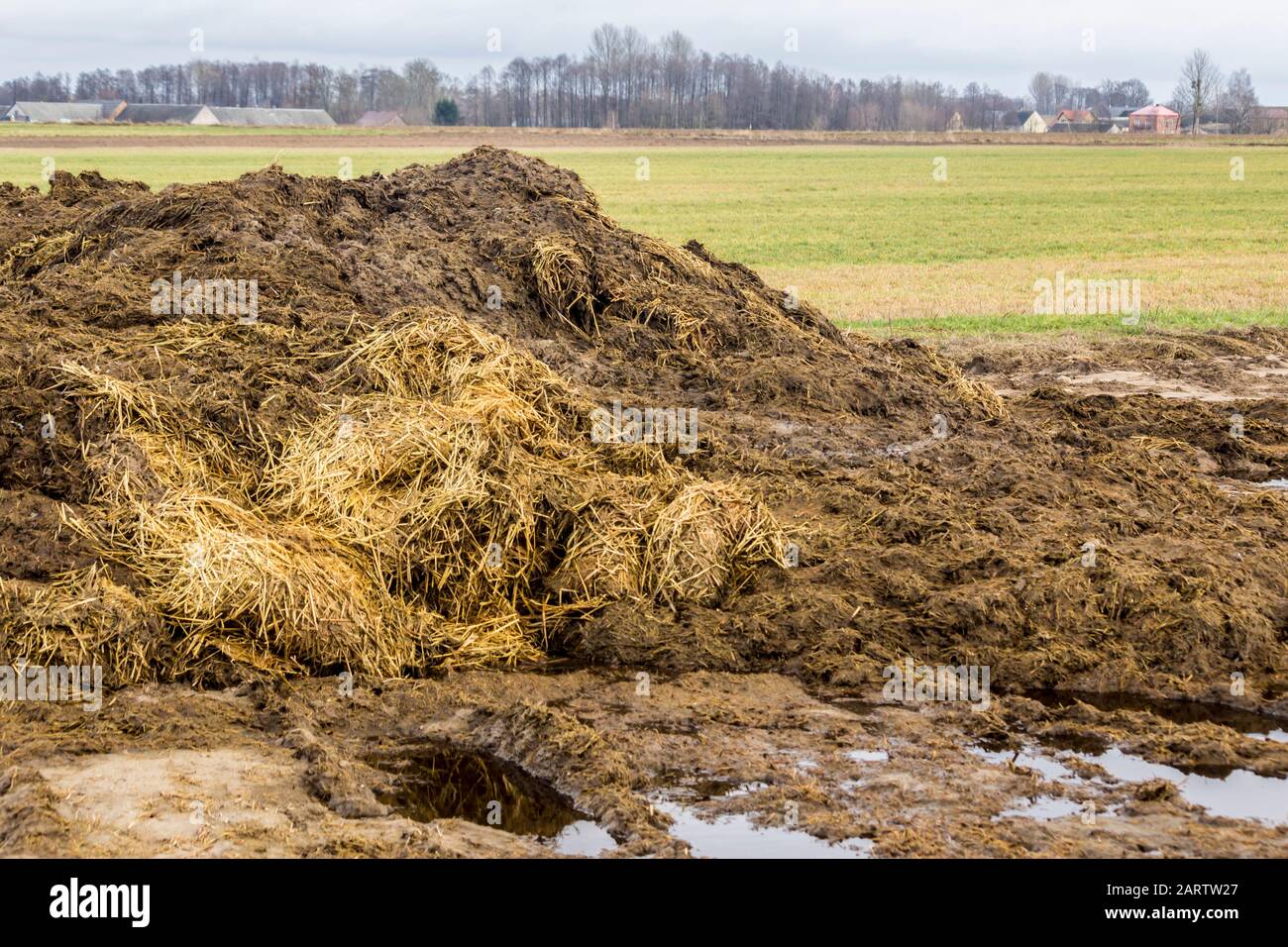 Early spring. Manure mixed with straw is prepared to fertilize the ...