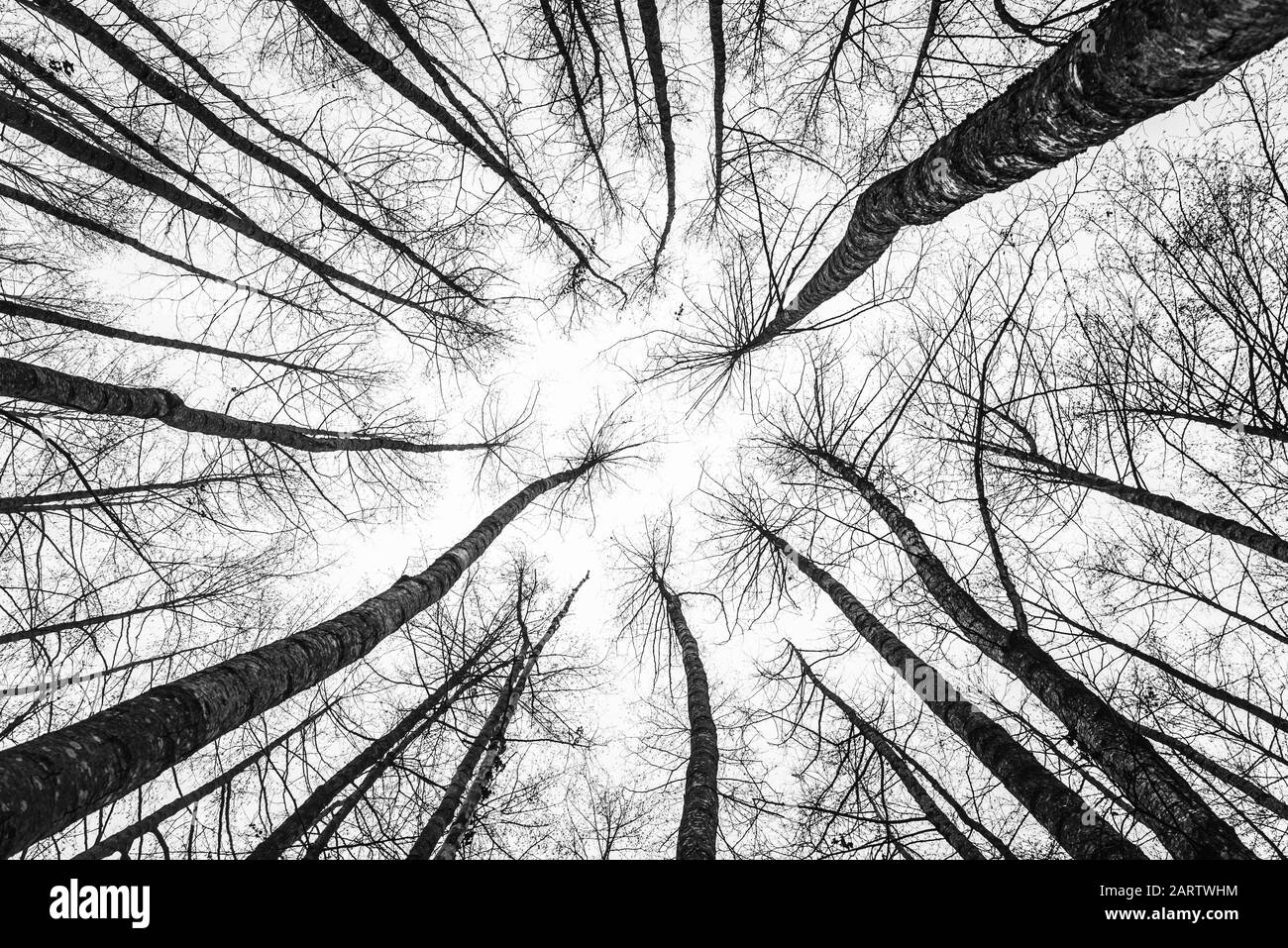 Winter tree tops viewed looking up. Black and white image of leafless ...