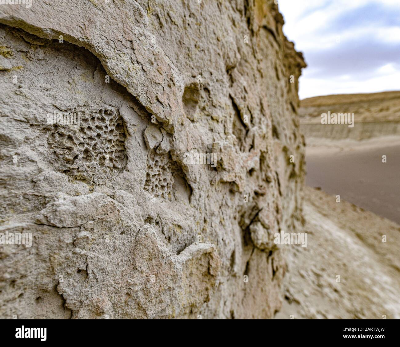 Fossilized corals on a sandstone cliff face in the Nazca desert. Ica ...