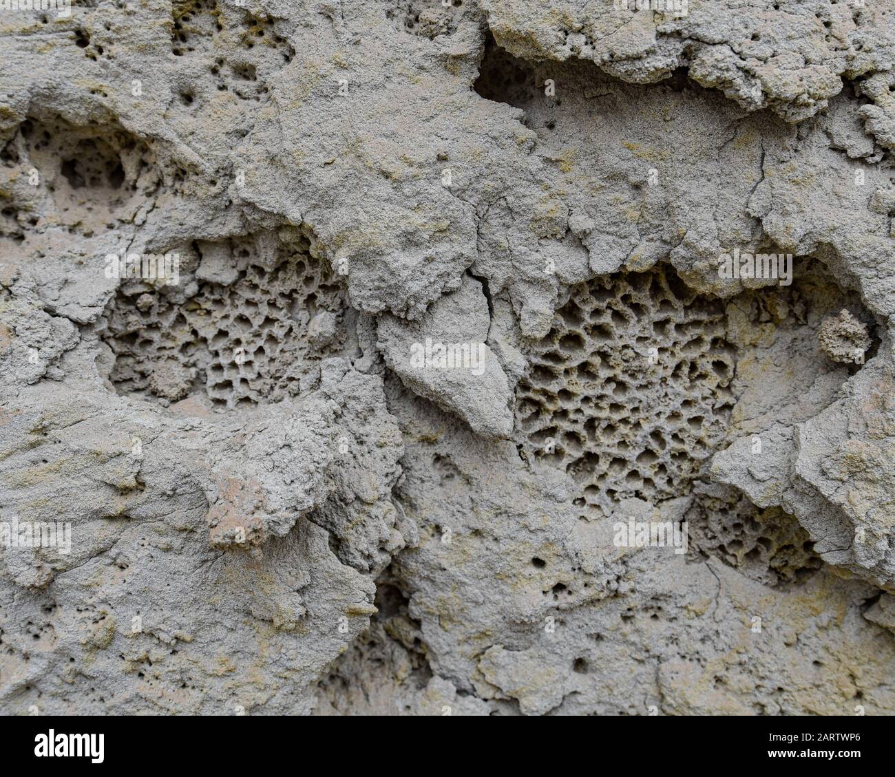 Fossilized corals on a sandstone cliff face in the Nazca desert. Ica ...