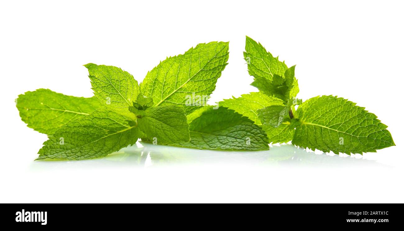Fresh green mint on white background Stock Photo - Alamy