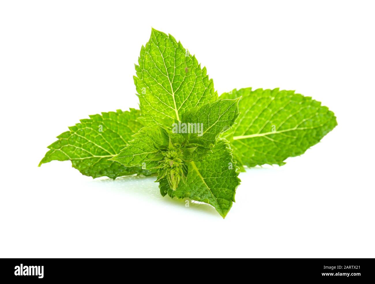 Fresh green mint on white background Stock Photo - Alamy