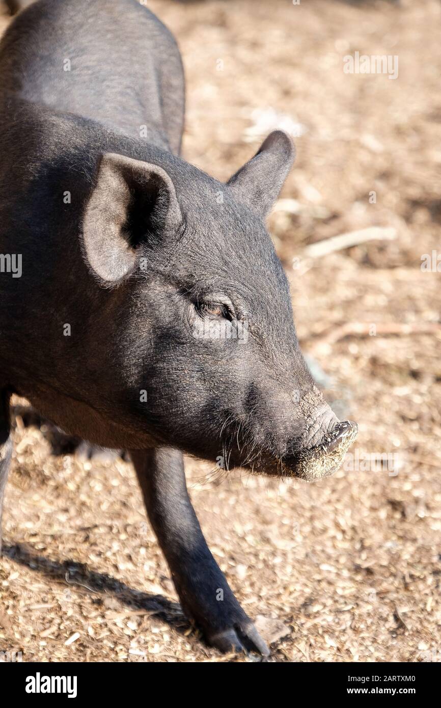 Cute funny pig on farm Stock Photo - Alamy