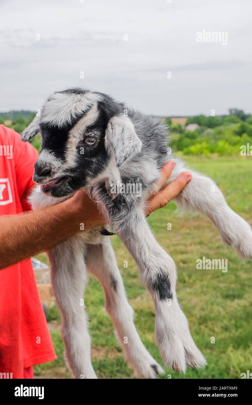Owner holding cute little goat on farm Stock Photo - Alamy