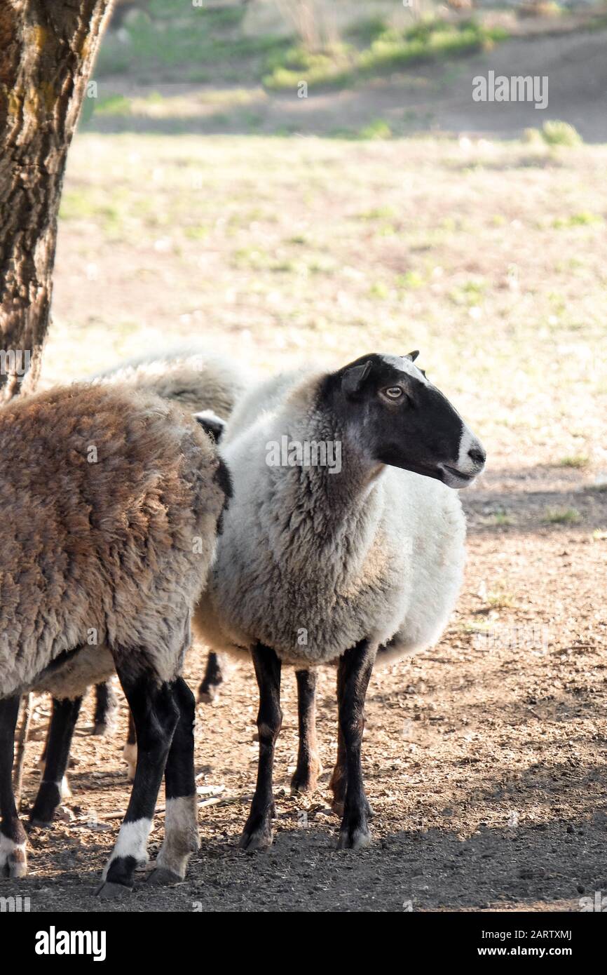 Cute funny sheep on farm Stock Photo - Alamy