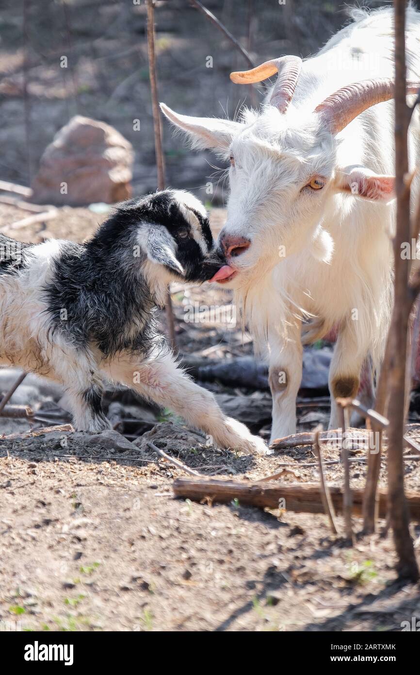 Goat with cute little kid on farm Stock Photo - Alamy