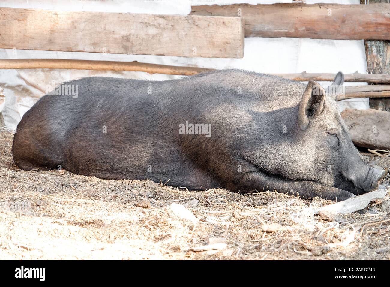 Cute sleeping pig on farm Stock Photo - Alamy