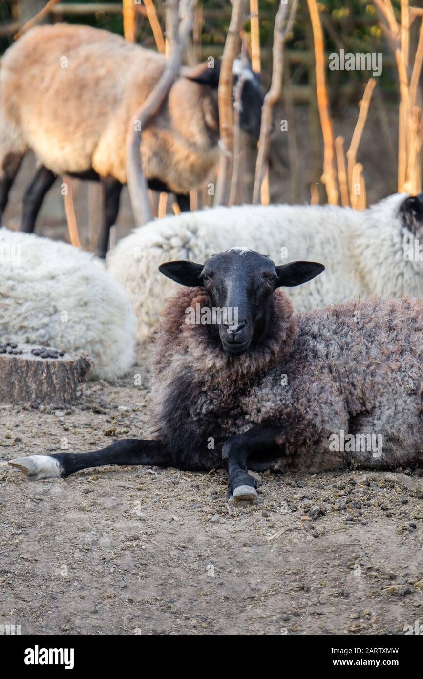Cute funny sheep on farm Stock Photo - Alamy