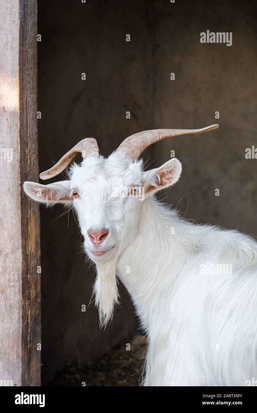 Cute funny goat on farm Stock Photo - Alamy