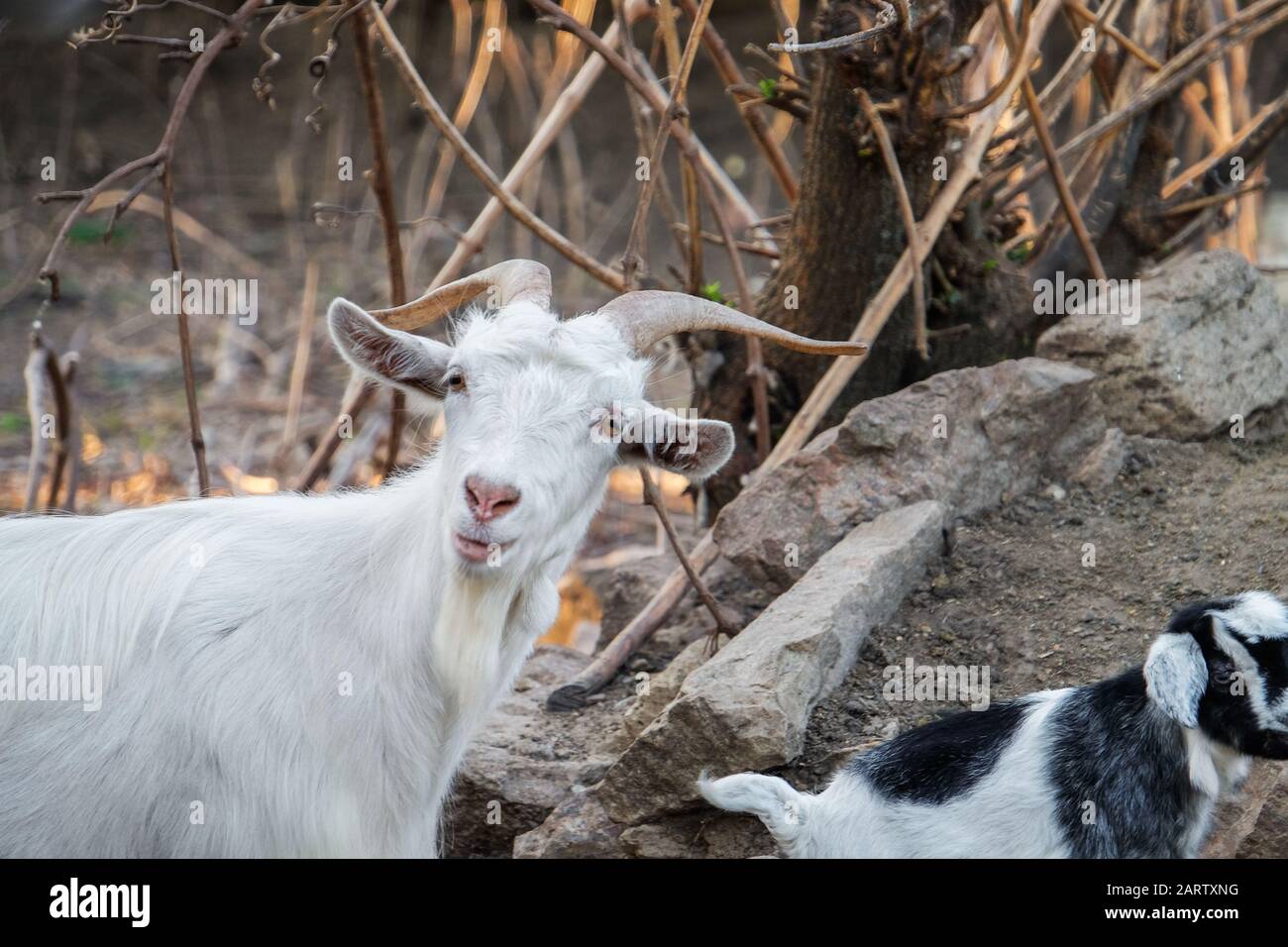 Cute goat with kid on farm Stock Photo - Alamy
