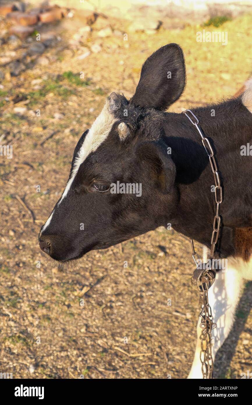 Cute funny cow on farm Stock Photo - Alamy