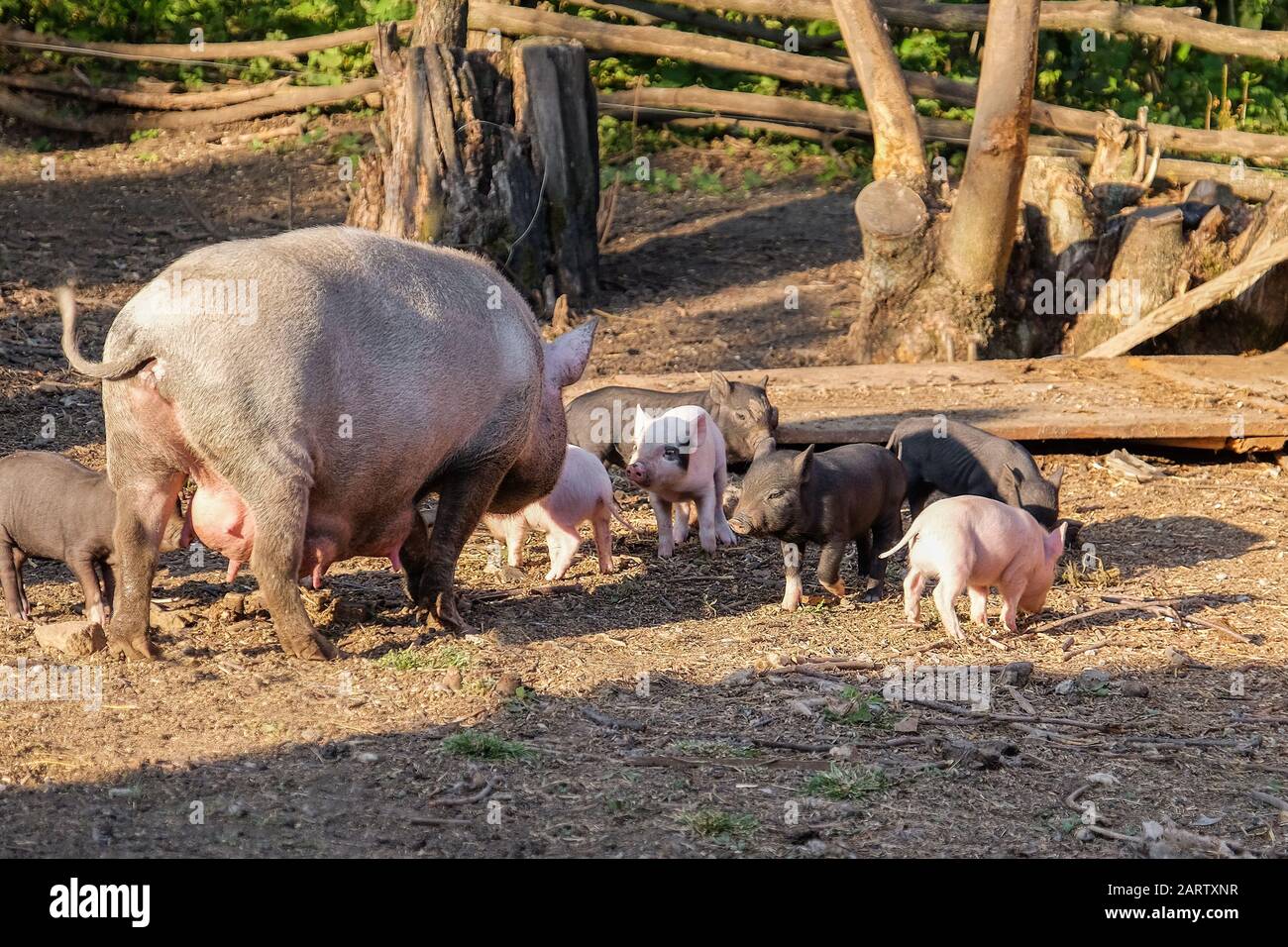 Cute funny pig with piglets on farm Stock Photo - Alamy